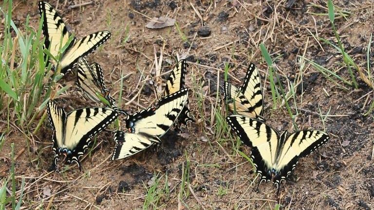 NNMG News | Northern Neck Master Gardeners