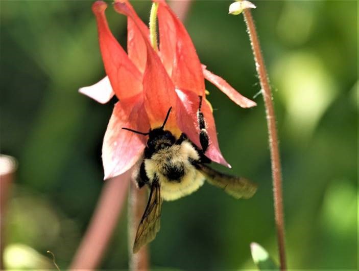 NNMG Plant Sale | Northern Neck Master Gardeners