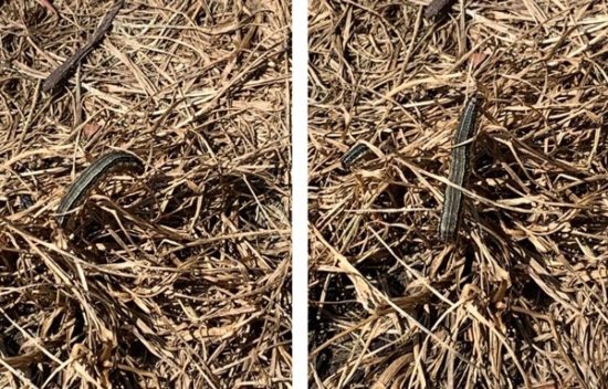 Beware the Invasion of the Fall Armyworms | Northern Neck Master Gardeners